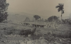 Kalosi Toraja: Kopi Legendaris dari Dataran Tinggi Sulawesi – Reelkopi Home